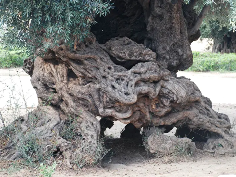 The Vouves Olive Tree – An Immortal Symbol of Time and History | Earth ...