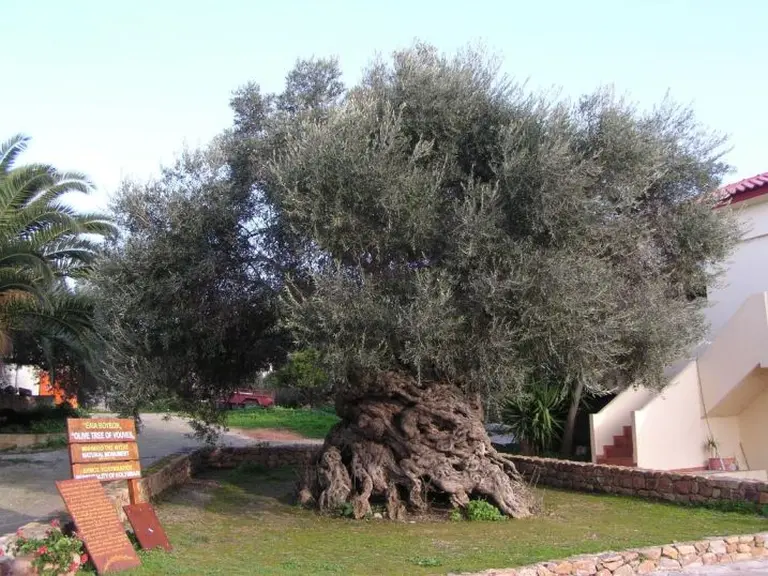 The Vouves Olive Tree – An Immortal Symbol of Time and History | Earth ...