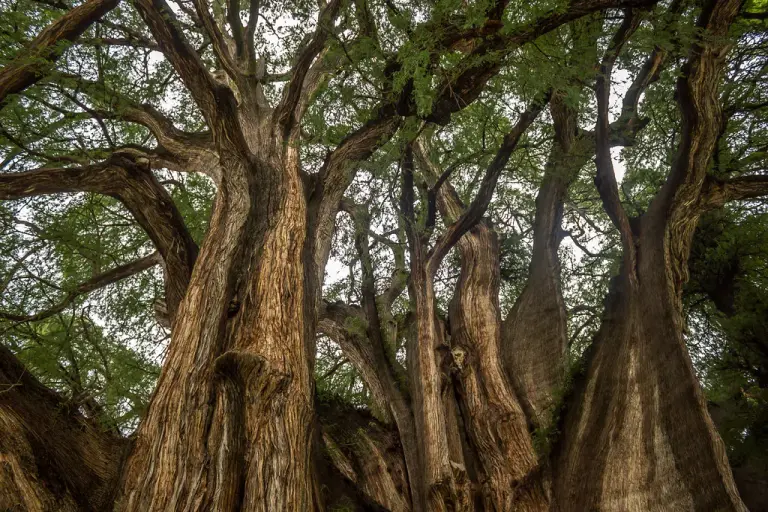 El Árbol del Tule – The Thousand-Year-Old Giant Tree in Mexico That ...